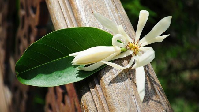 Dikenal Sebagai Tananam Mistis, Ini 7 Manfaat Bunga Kantil untuk Kesehatan
